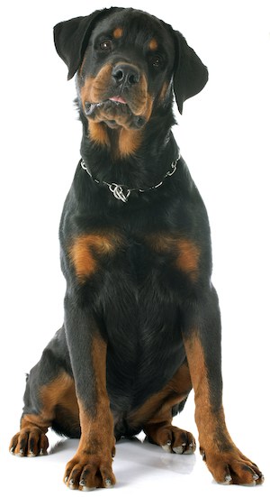 Do Rottweilers Shed? (And how to minimize shedding) | PetHairPatrol