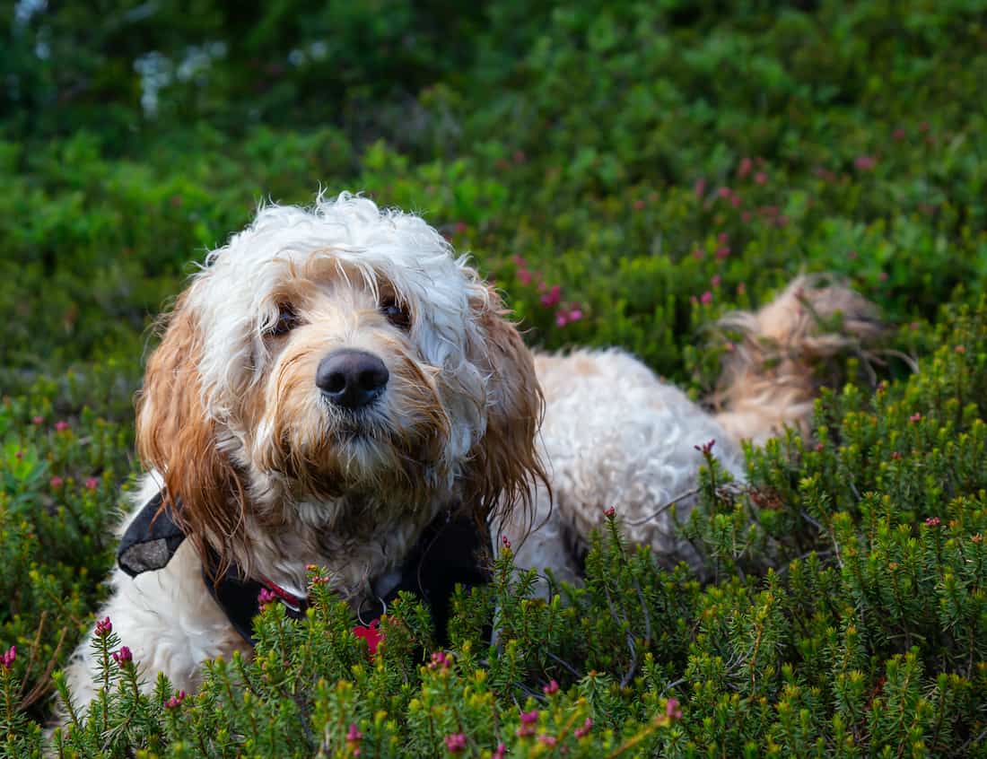Do Goldendoodles Shed? (and how to minimize shedding) | PetHairPatrol