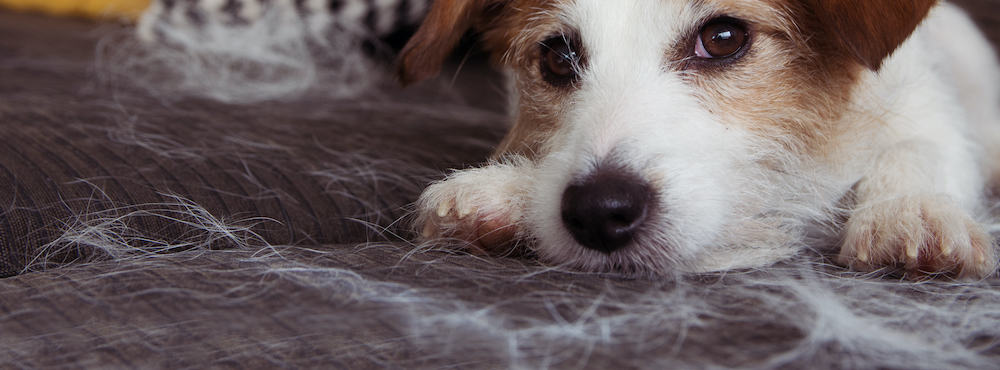 How to Stop Dog from Shedding? | Vet & Experts explain